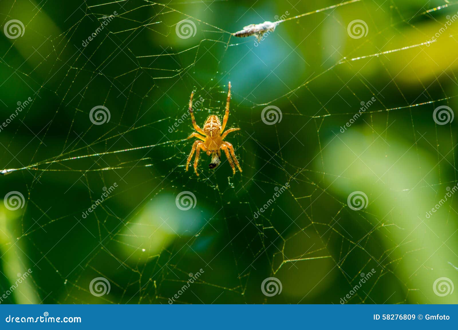The spider in its web stock image. Image of cobwebs, arachnidis - 58276809