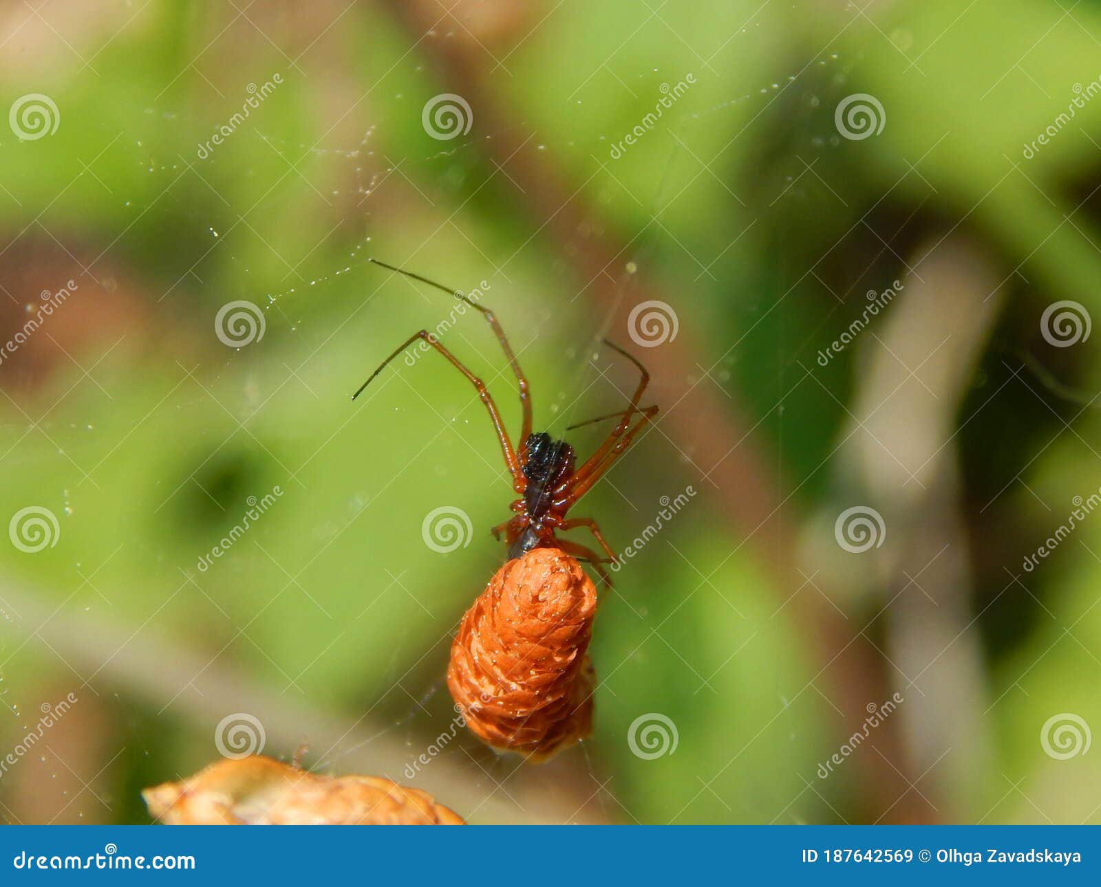 A spider on its web editorial stock image. Image of summer - 187642569