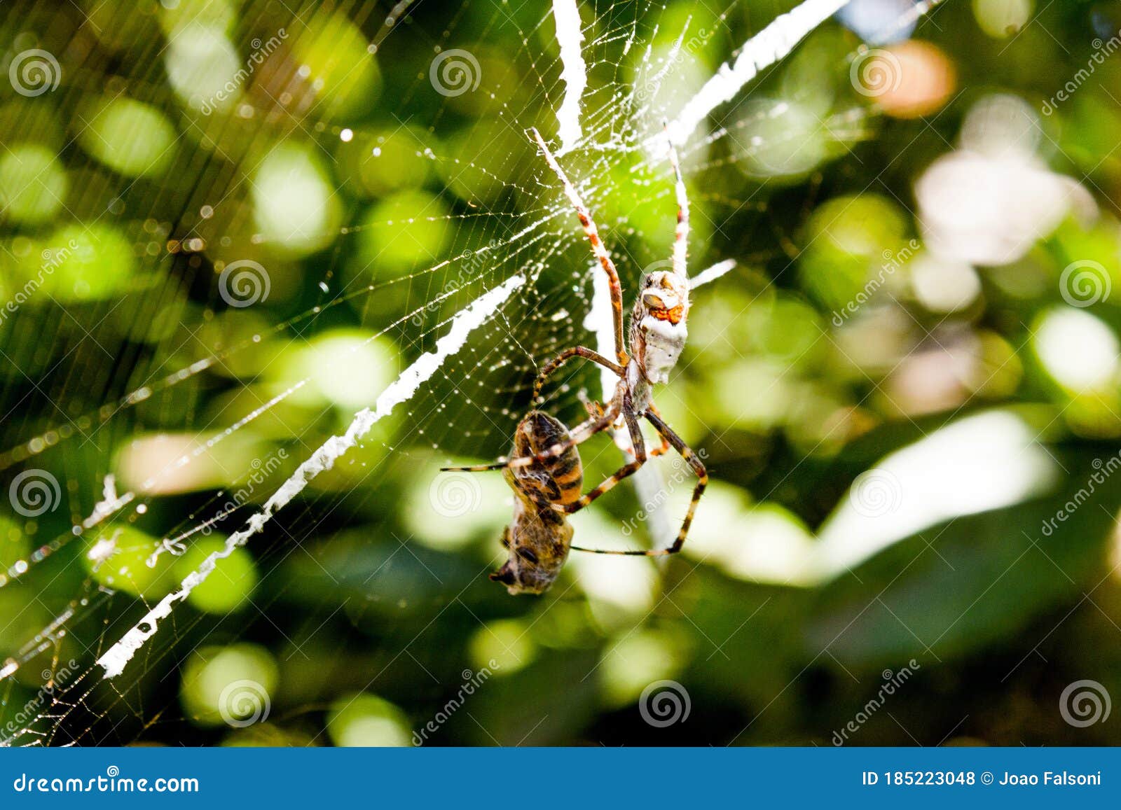 Spider stock photo. Image of spider, eating - 185223048