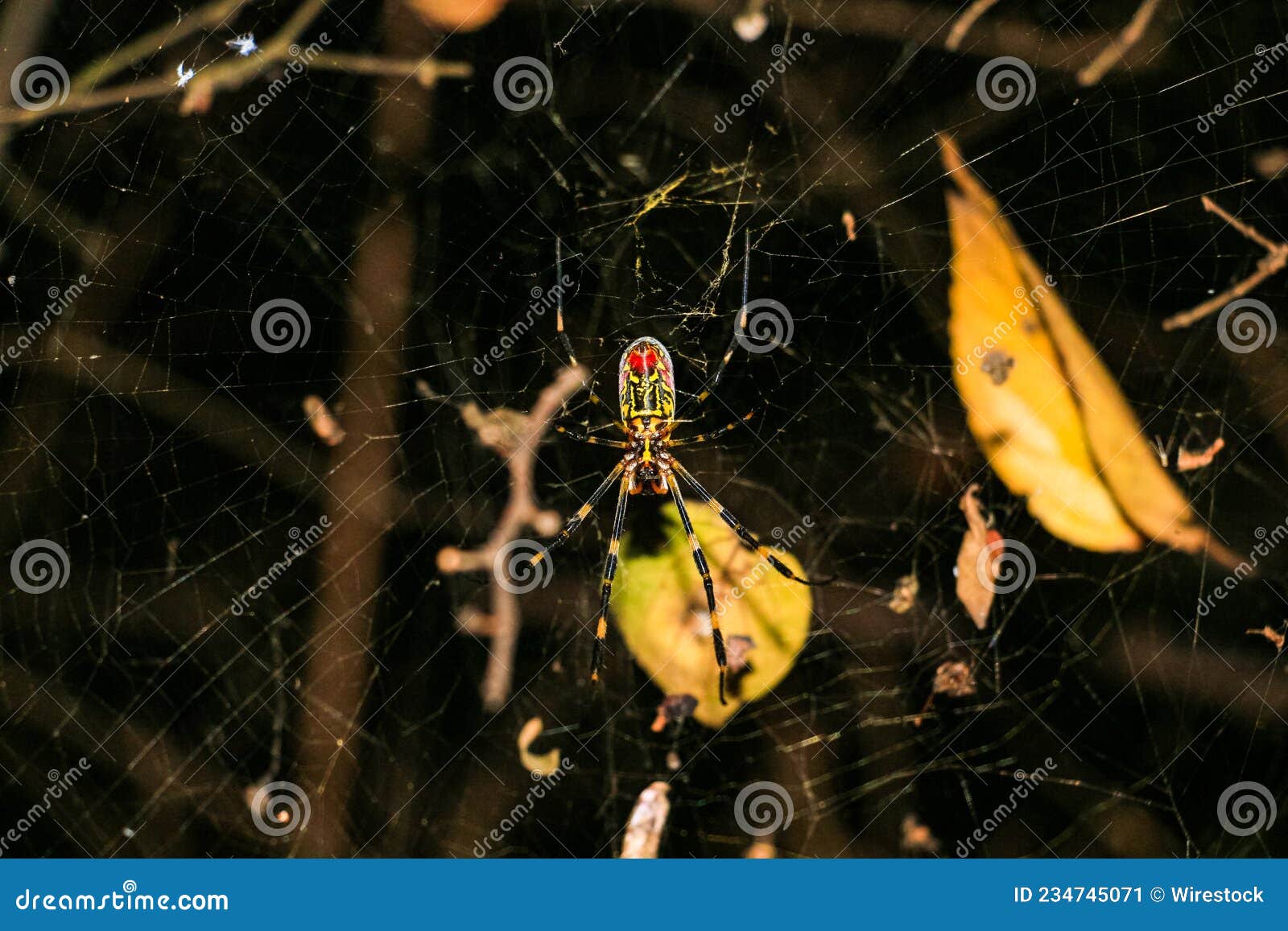 Spider on Its Web in the Forest Stock Image - Image of clavata, natural ...