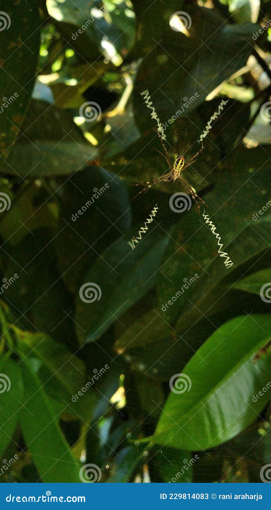 The Spider and Its Web on the Guava Tree. Stock Image - Image of insect ...