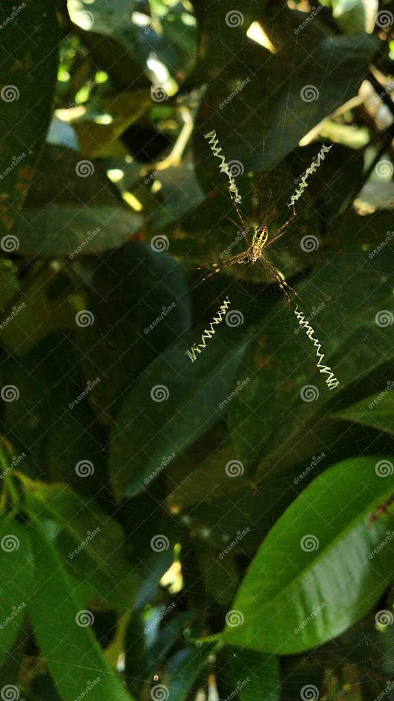 The Spider and Its Web on the Guava Tree. Stock Image - Image of insect ...