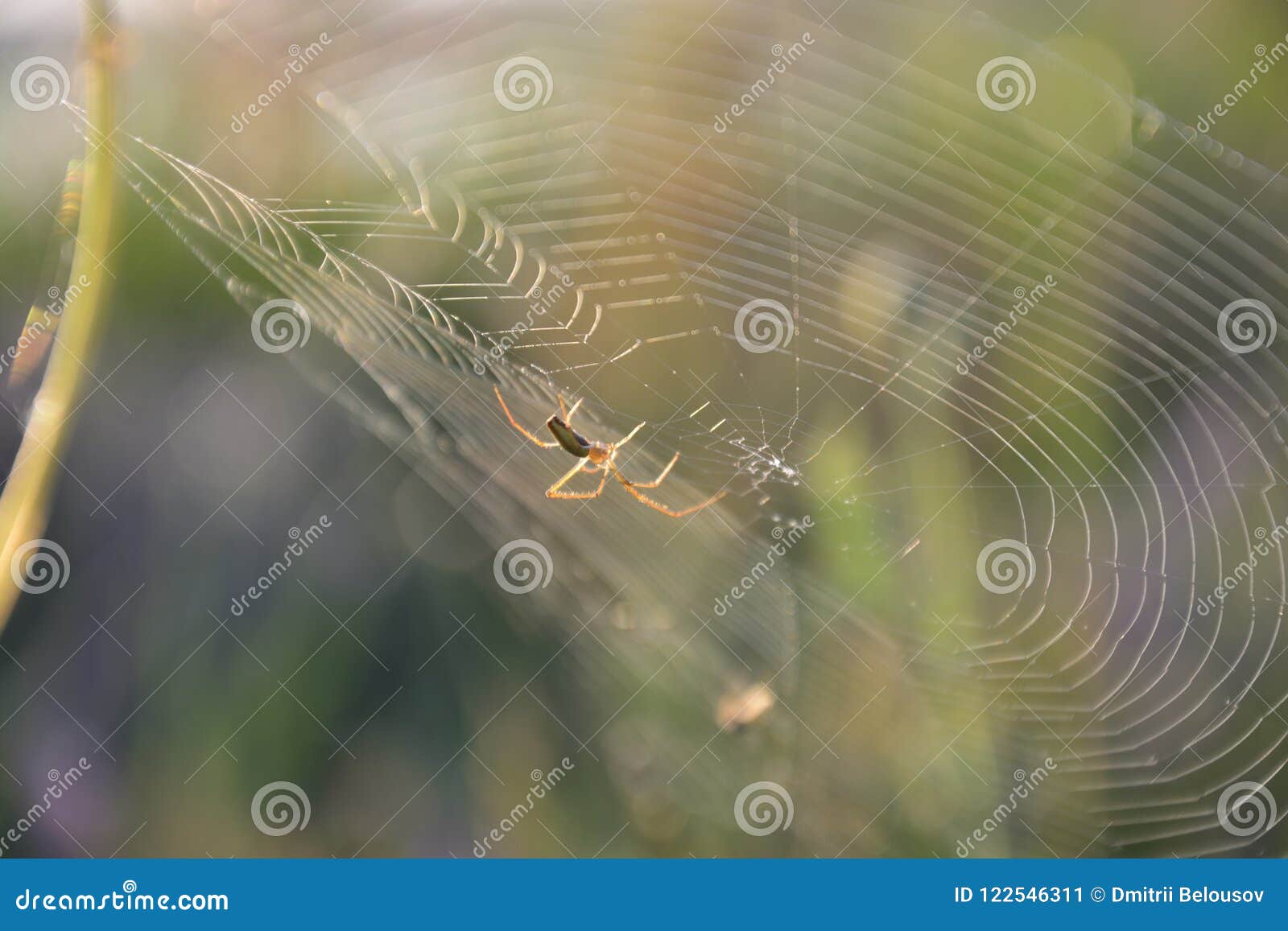 Spider in its web stock image. Image of black, spiderweb - 122546311