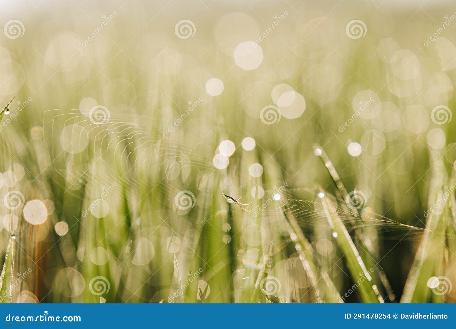 A Spider on the Paddy Field Stock Photo - Image of bokeh, background ...