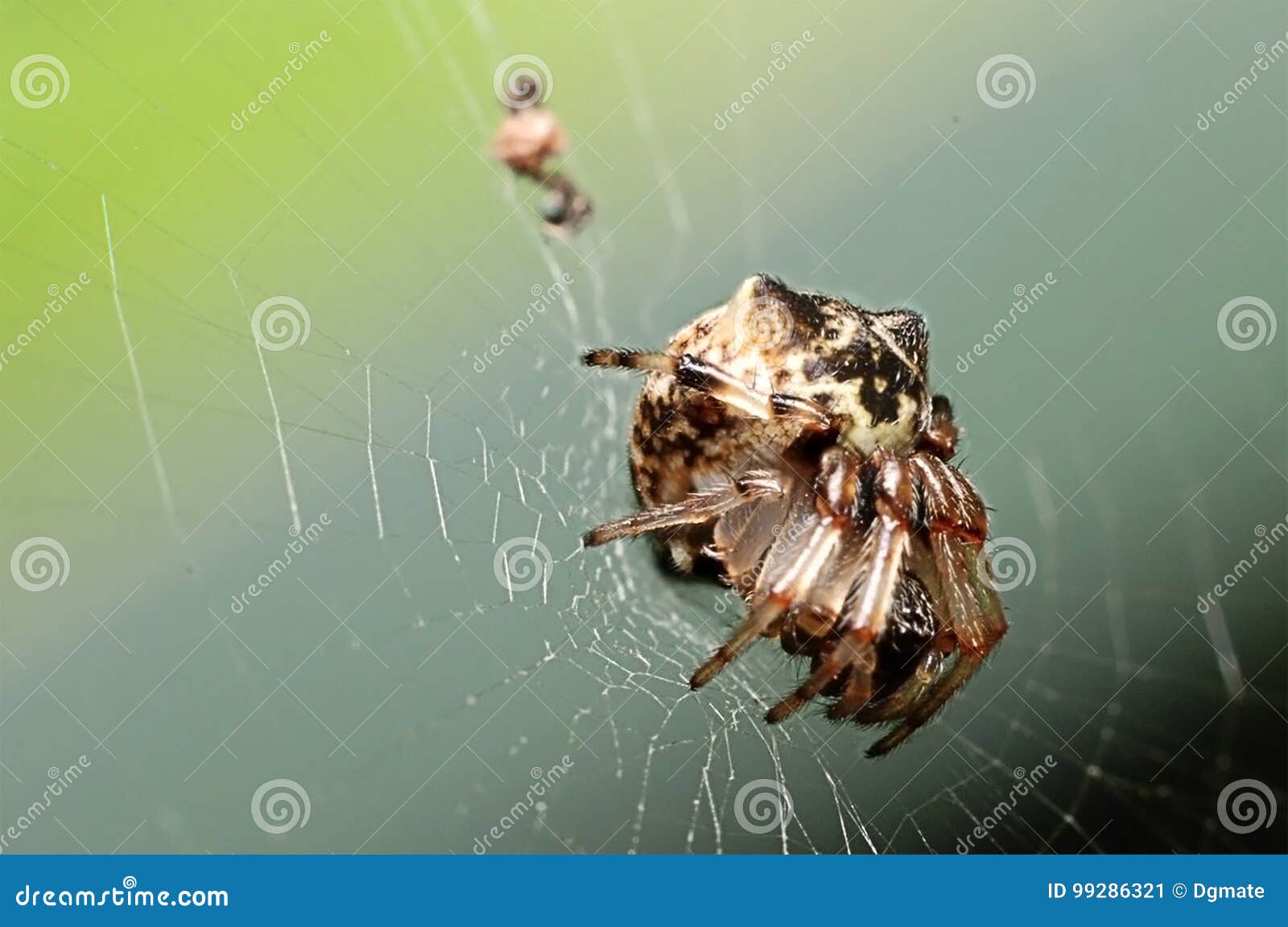 Spider on its web stock image. Image of close, closeup - 99286321