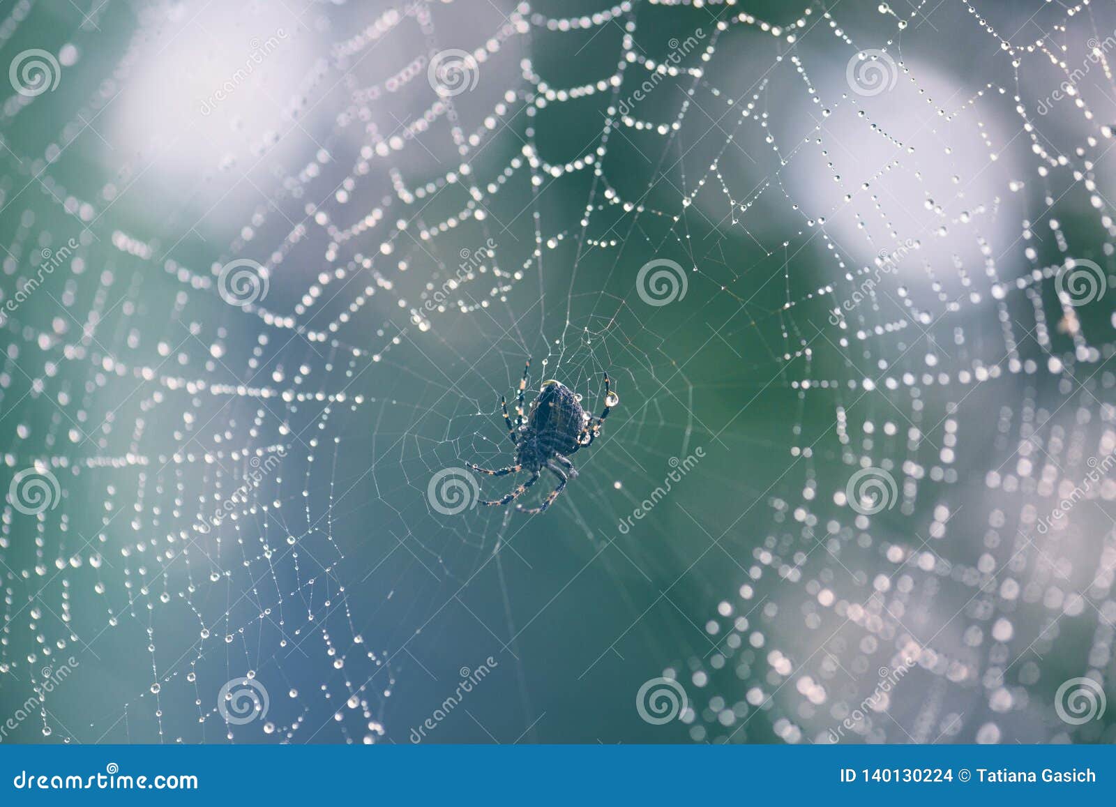 Spider on Its Web in the Rain Stock Photo - Image of bead, arachnid ...