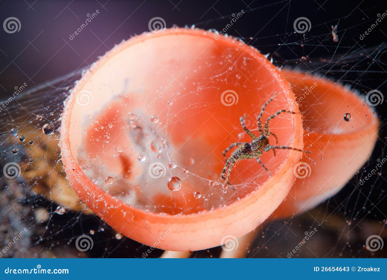 Spider in Its Web and Red Mushroom Stock Image - Image of jump, cute ...