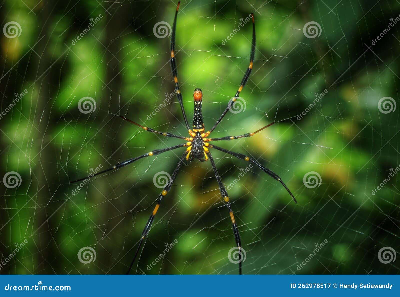 The spider is in its web stock image. Image of spider - 262978517