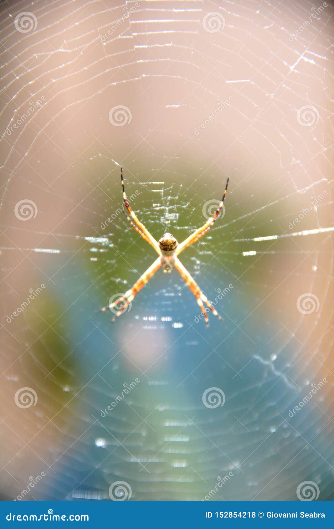 Spider in its web stock photo. Image of bugs, creepy - 152854218