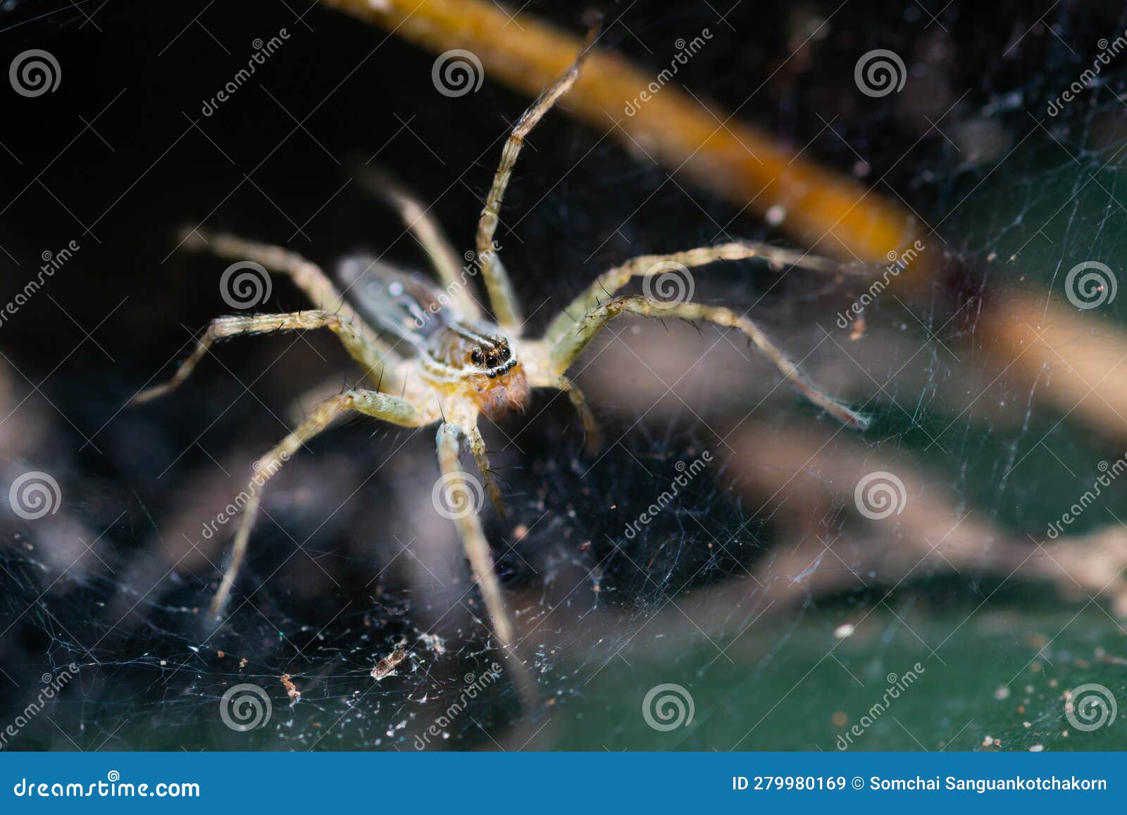 Spider with its web stock image. Image of spidery, wildlife - 279980169