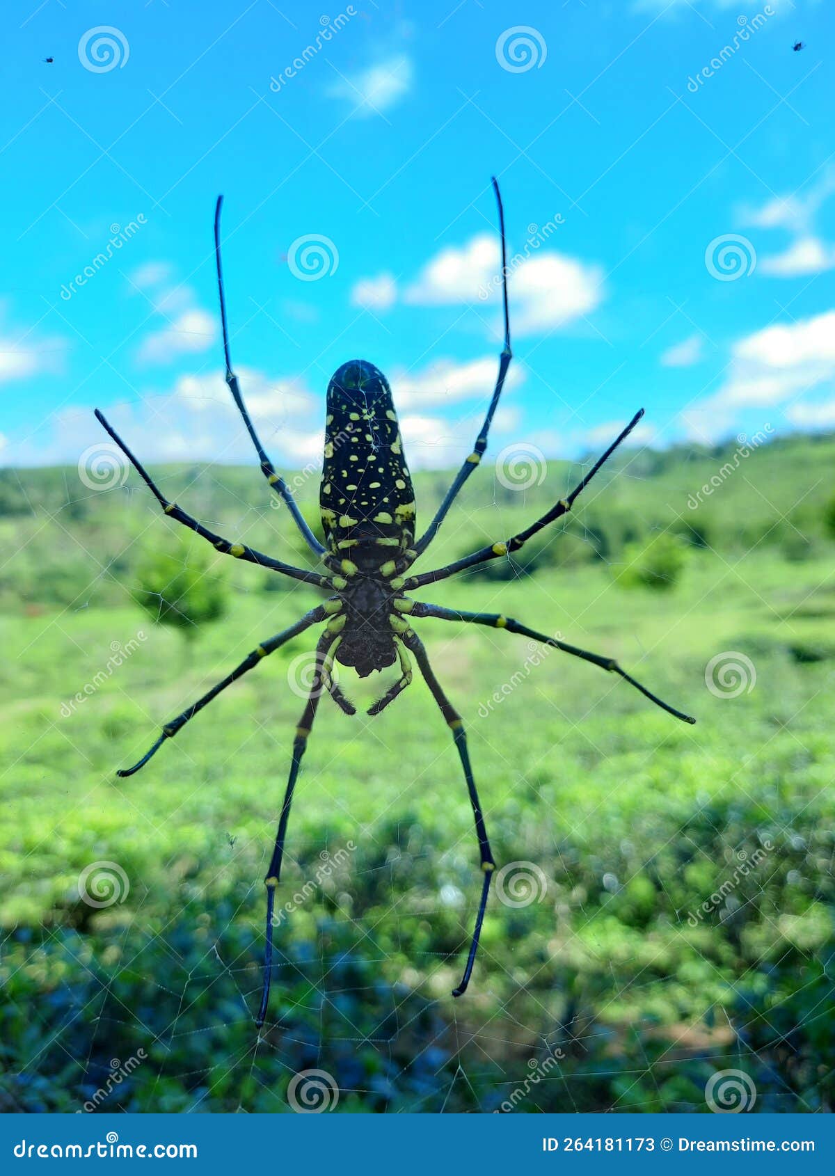 Spider with its web trap stock image. Image of wildlife - 264181173