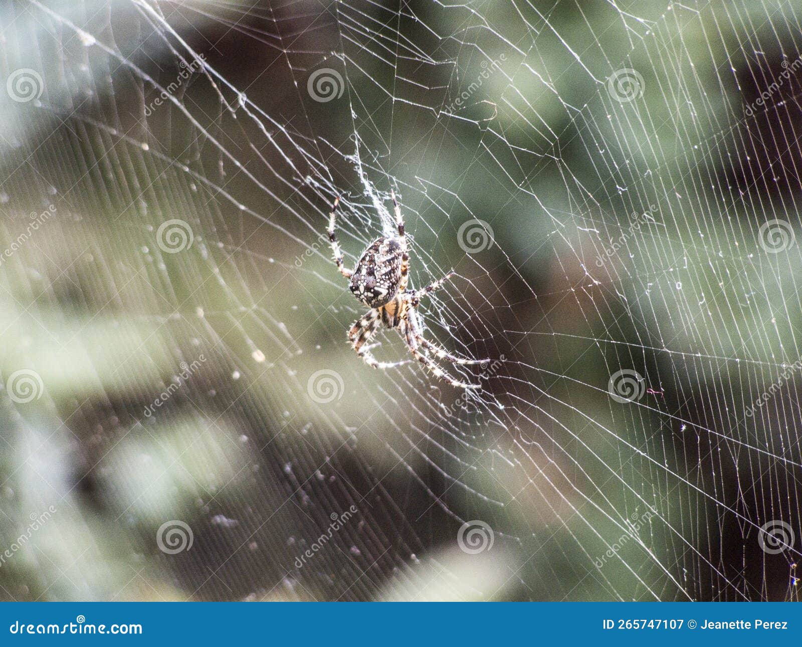 Spider and Its Web Wild Life. Animals Stock Image - Image of water ...