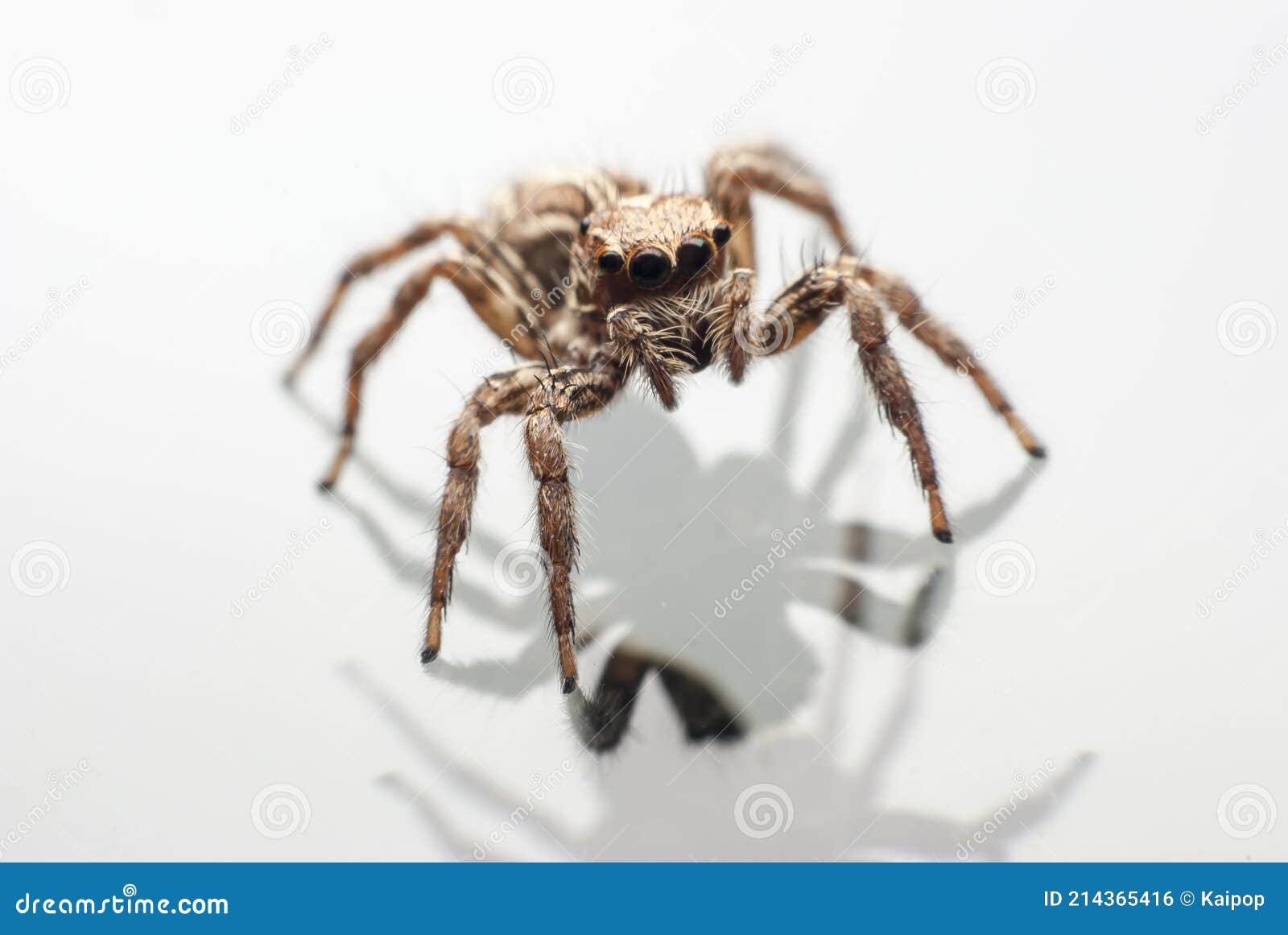 Spider stock photo. Image of jump, chelicerae, cute - 214365416