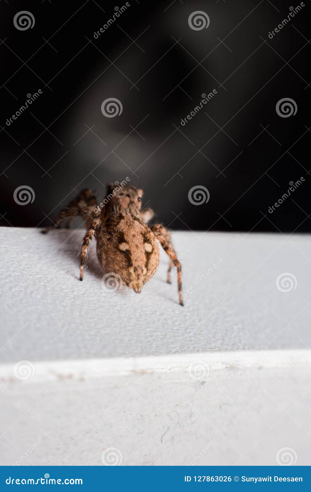 Spider,jumping Spider on Wall Stock Photo - Image of predator, wildlife ...