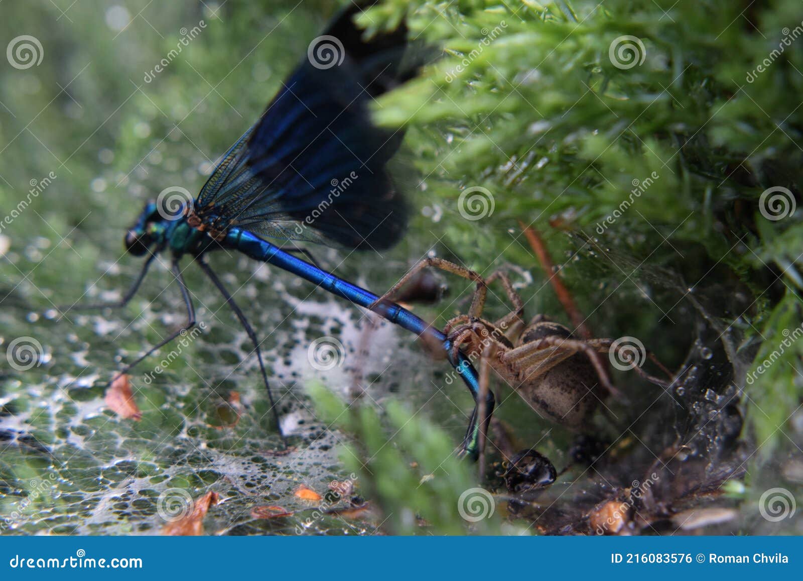 The Spider Just Caught a Blue Dragonfly Stock Photo - Image of spider ...