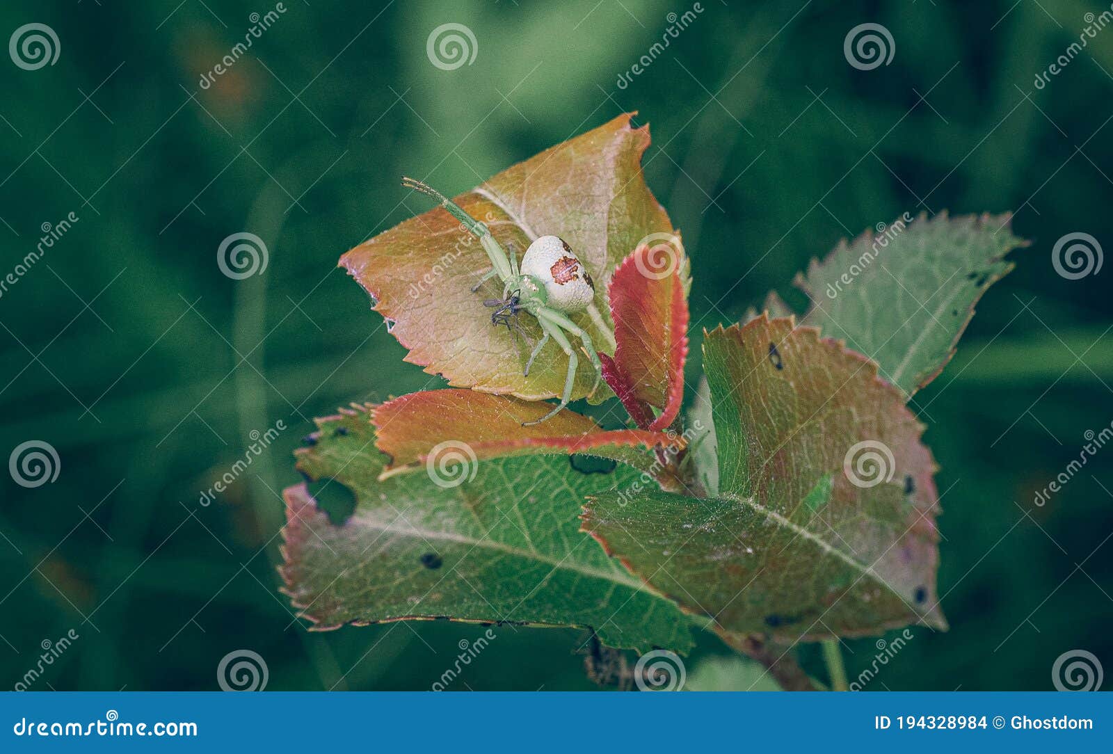 Spider stock photo. Image of arthropod, spring, nature - 194328984