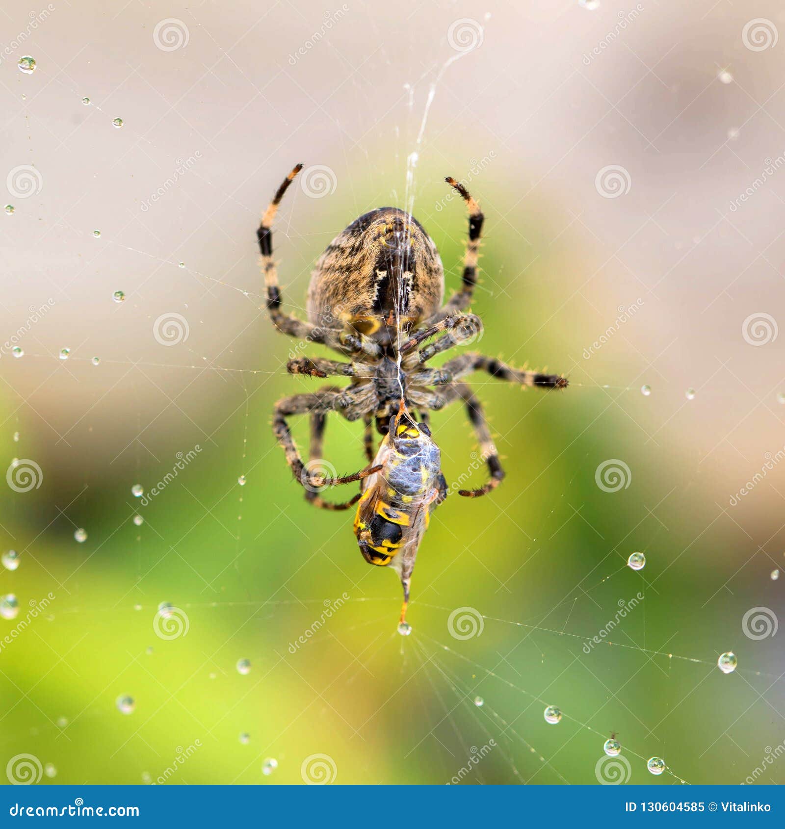 Bee Wasp Caught Spiderweb Stock Photos - Free & Royalty-Free Stock ...