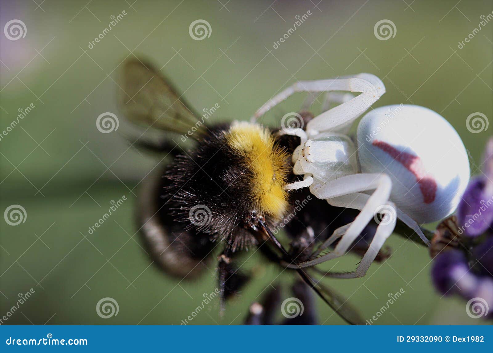 Spider killer stock photo. Image of flower, bumble, spider - 29332090