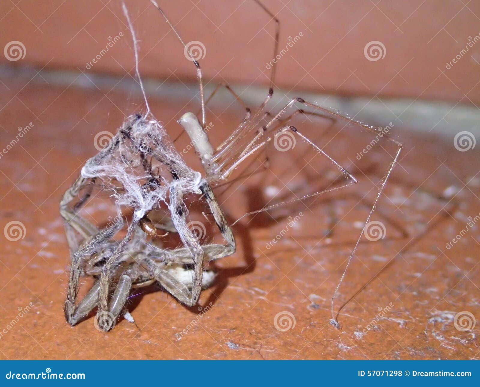 Spider Killing and Eating Another Spider Stock Photo - Image of spider ...