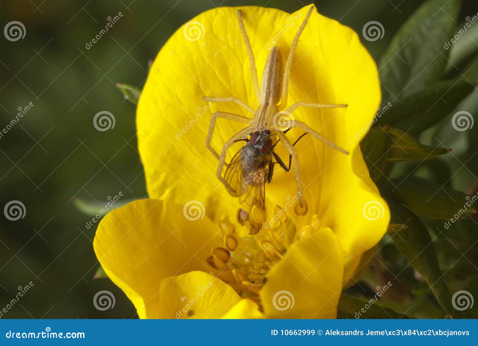 Spider killing fly stock image. Image of close, hunting - 10662999