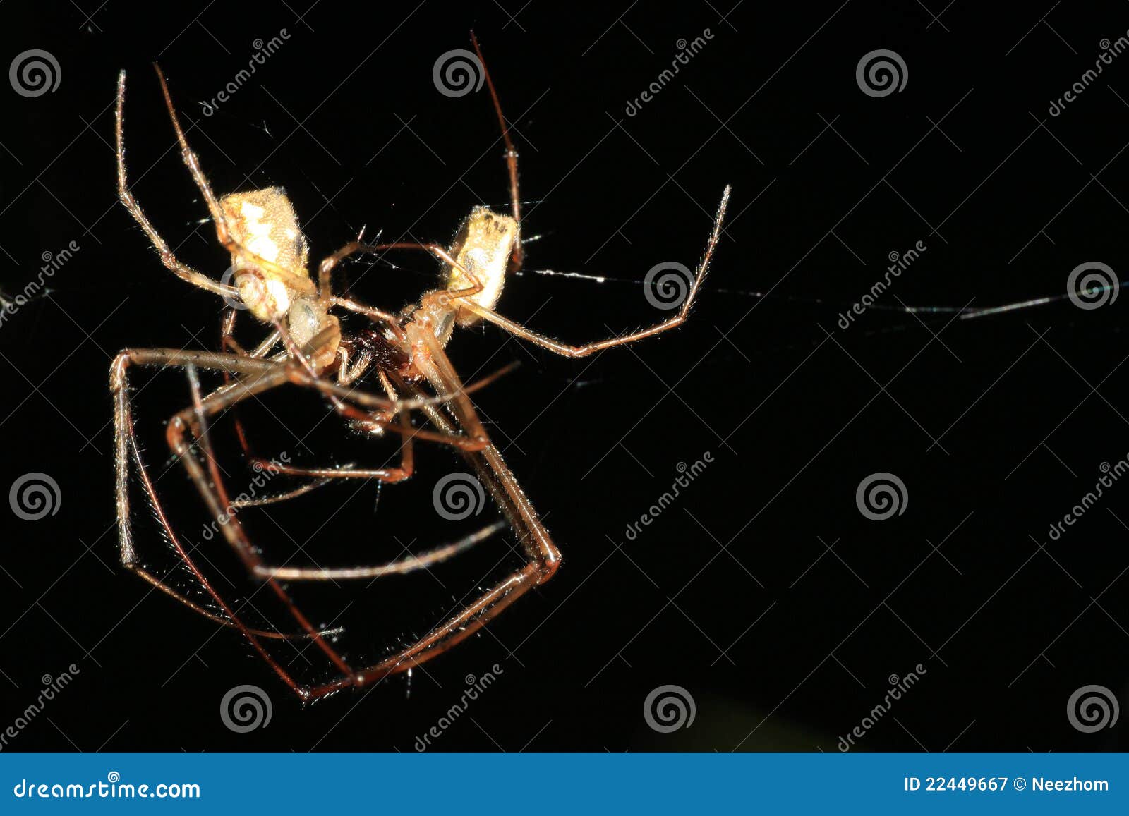 Spider kissing stock image. Image of insects, macro, love - 22449667