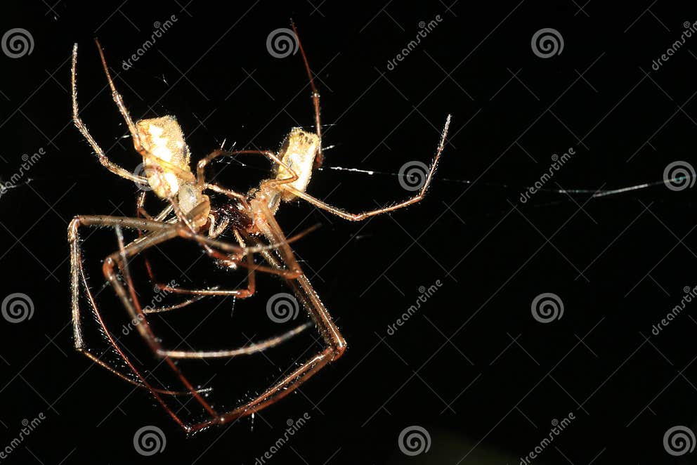 Spider kissing stock image. Image of insects, macro, love - 22449667