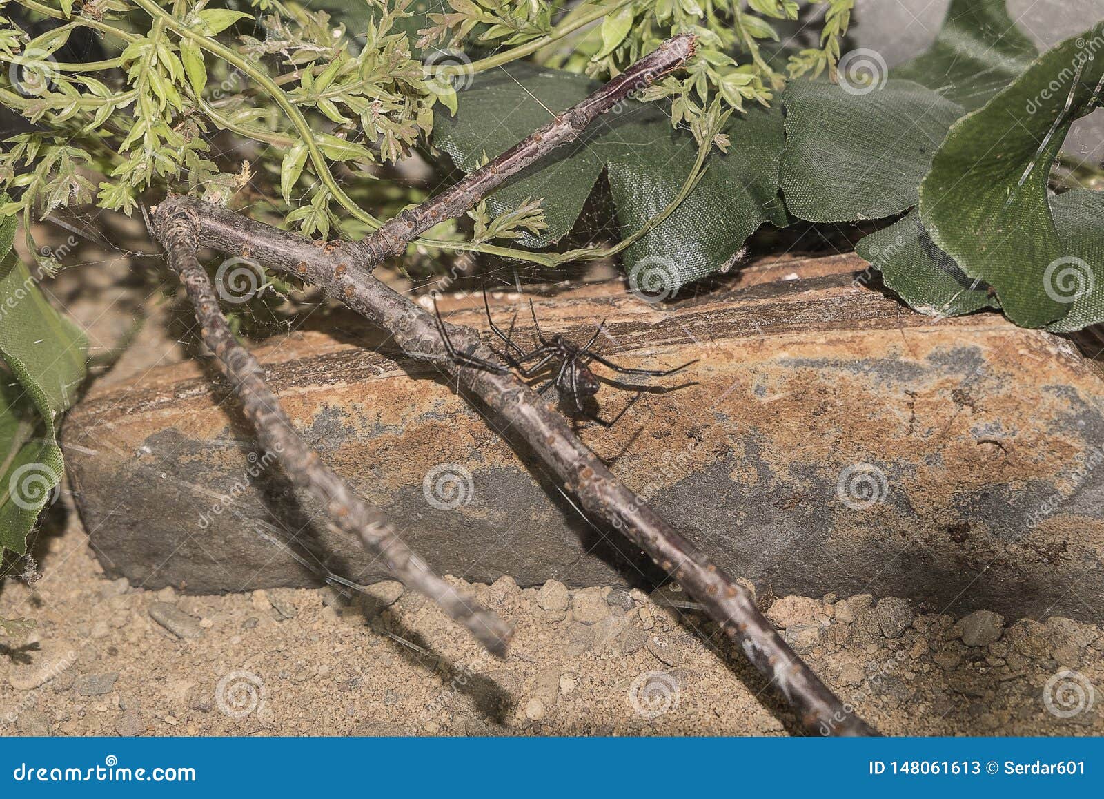 Spider stock image. Image of collect, arachnid, spider - 148061613