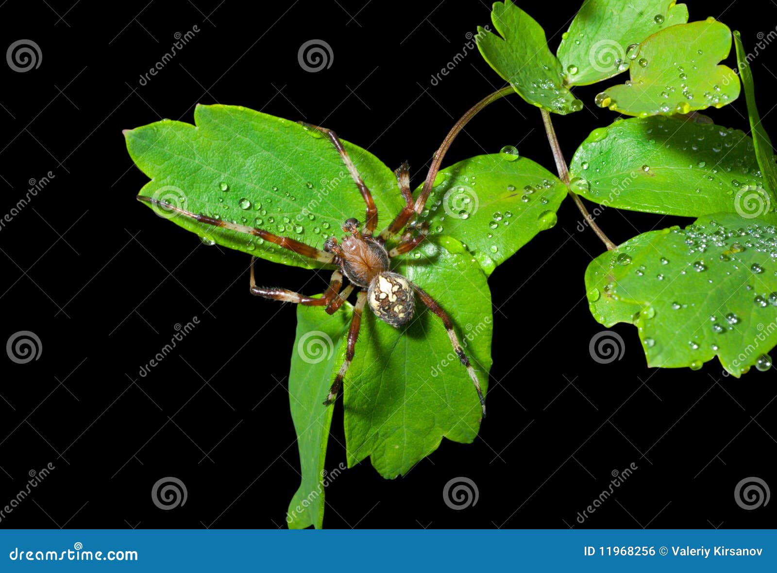 Spider on leaf 2 stock photo. Image of brown, drops, arachnids - 11968256
