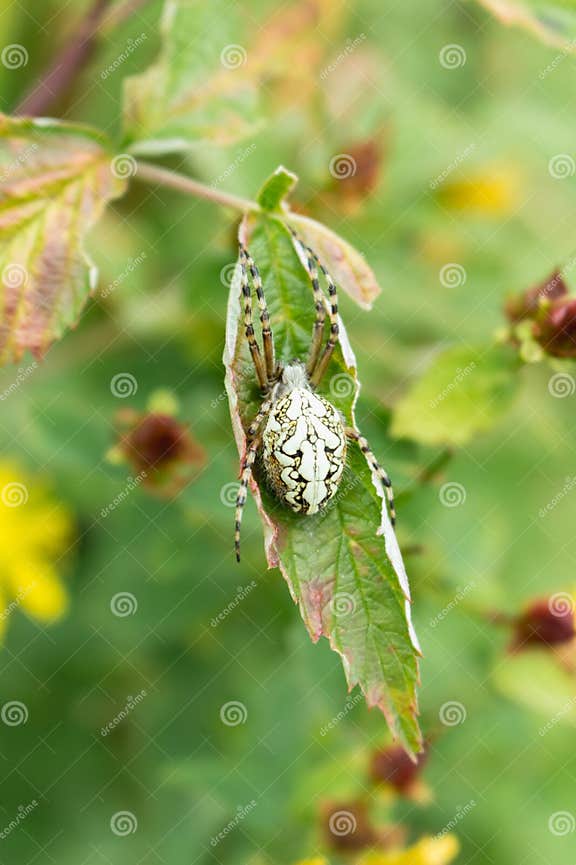 Spider on a leaf stock image. Image of nature, black - 282885469