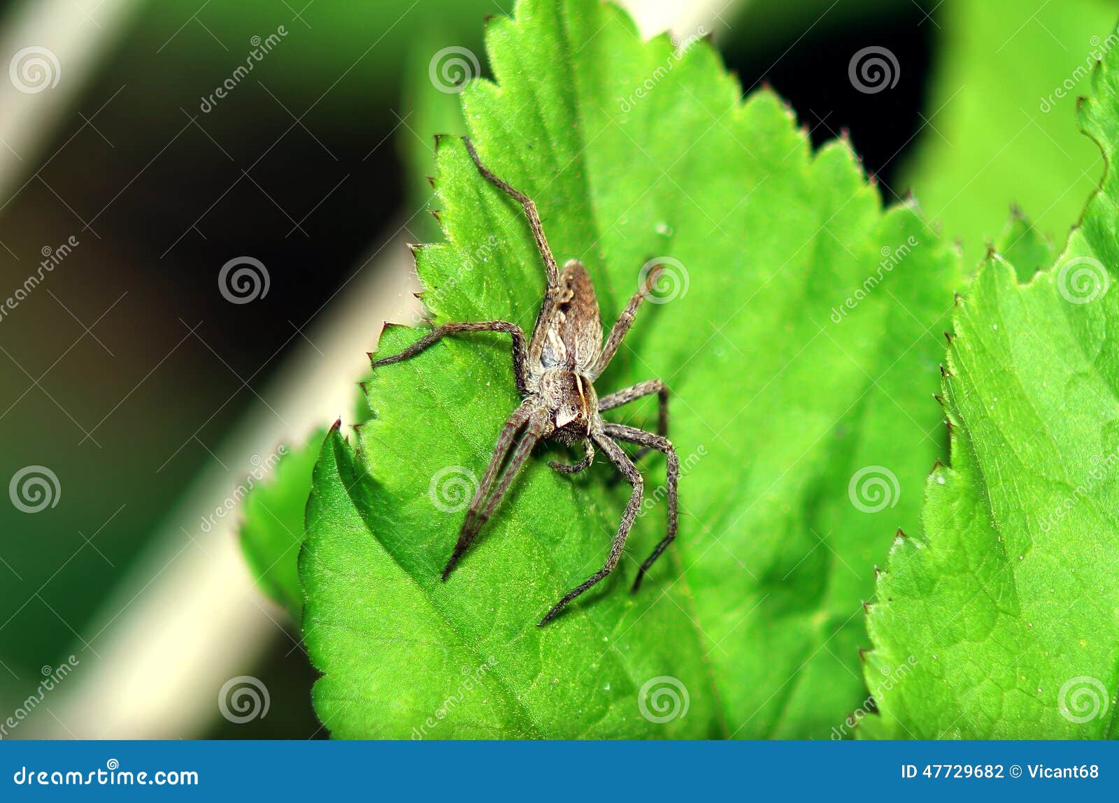 Spider on a leaf stock photo. Image of eyes, blurred - 47729682
