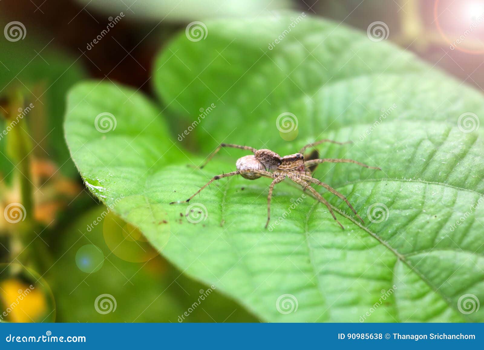 The spider on a leaf. stock photo. Image of redback, predator - 90985638