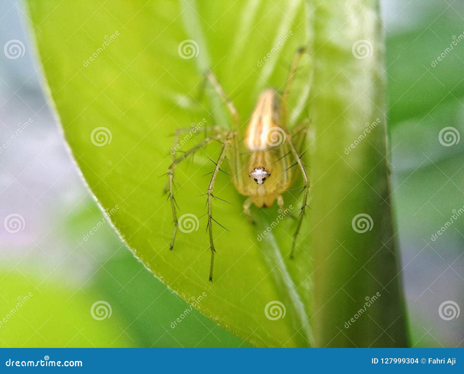 Golden Spider stock photo. Image of golden, insect, spider - 127999304