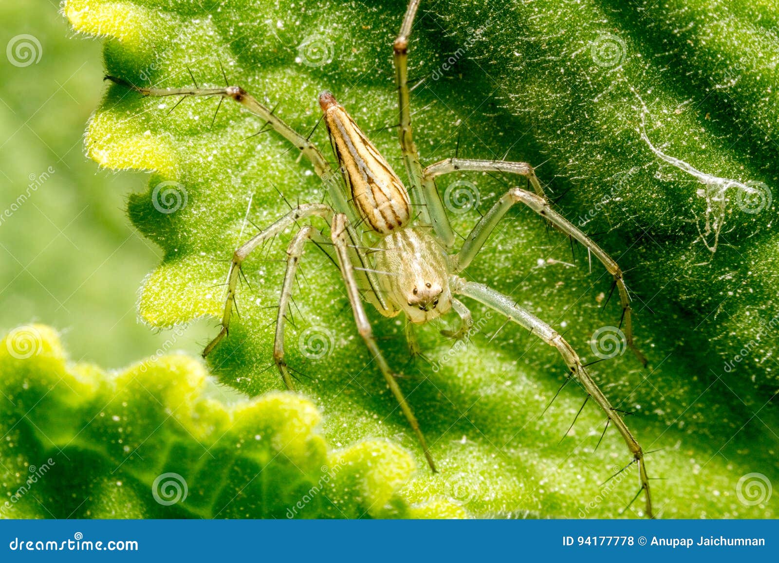 Spider on leaf stock photo. Image of macro, insect, shot - 94177778