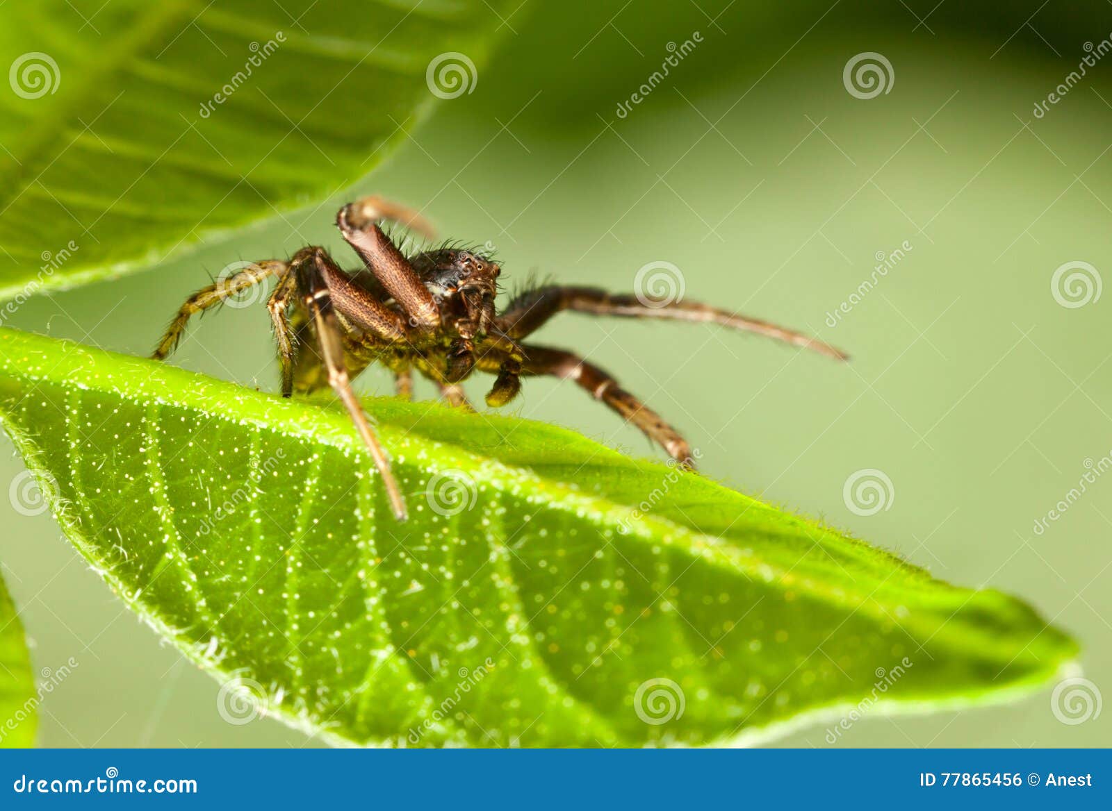 Spider On Leaf Royalty-Free Stock Image | CartoonDealer.com #44397094
