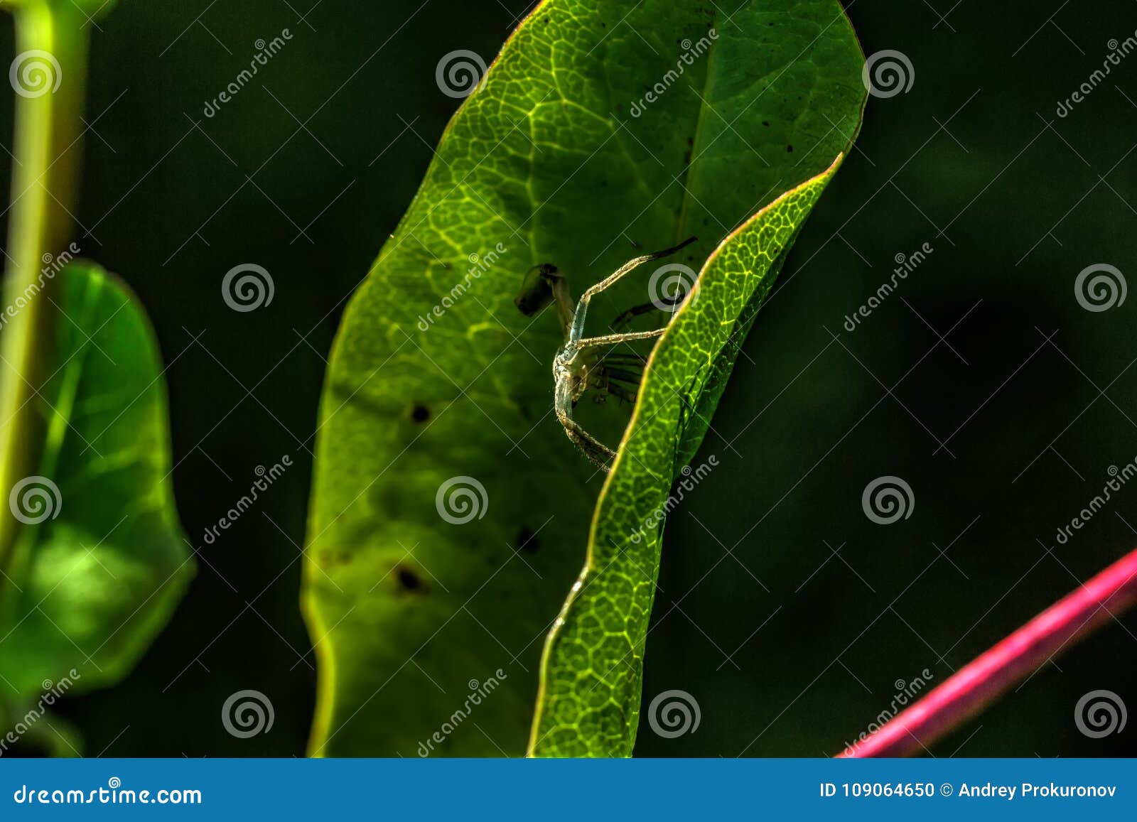 Spider On Leaf Royalty-Free Stock Image | CartoonDealer.com #44397094