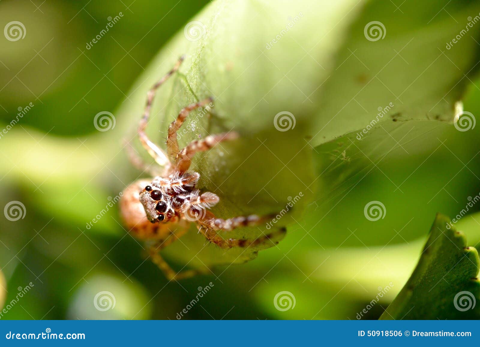 Spider on a leaf stock photo. Image of close, small, jumping - 50918506