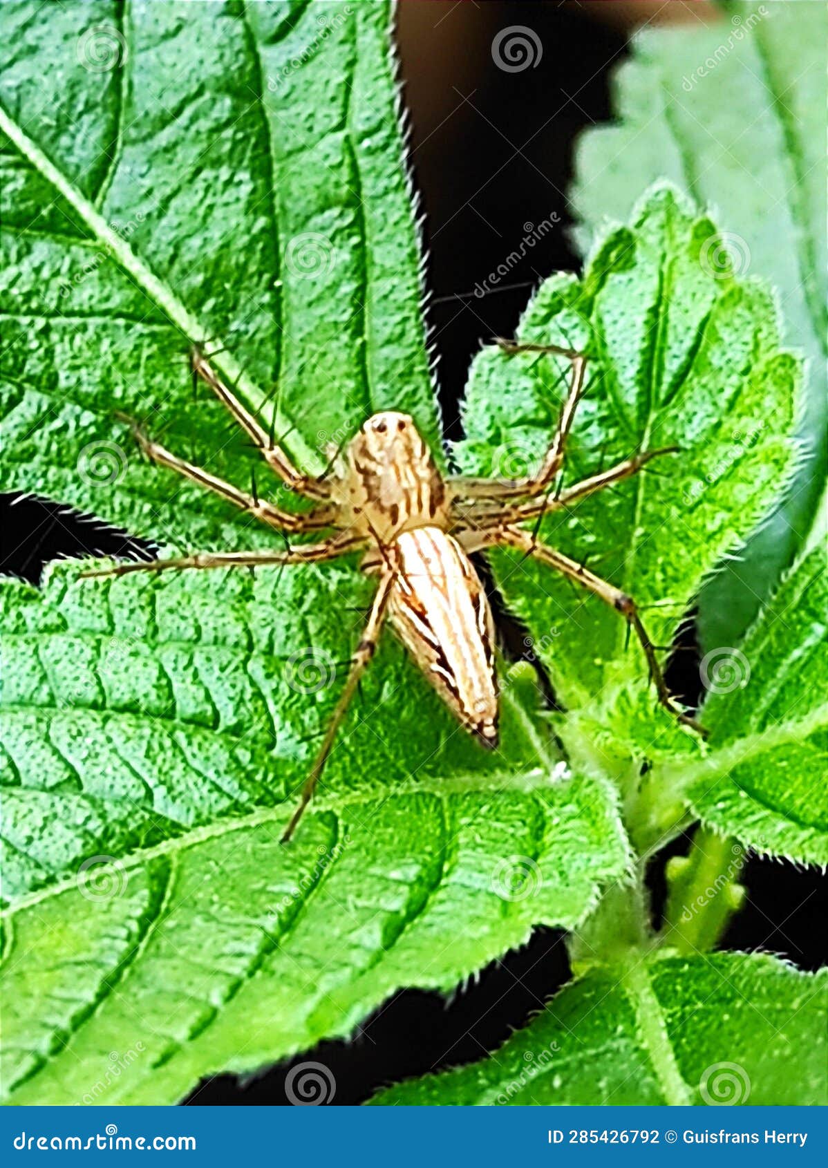 Spider on the leaf stock photo. Image of produce, tree - 285426792