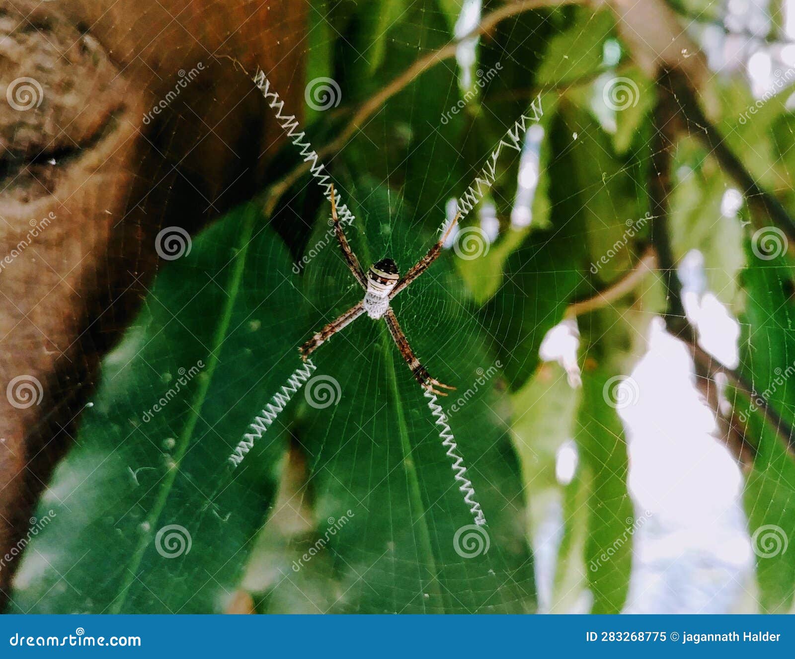 Spider On Leaf Royalty-Free Stock Photo | CartoonDealer.com #69897615