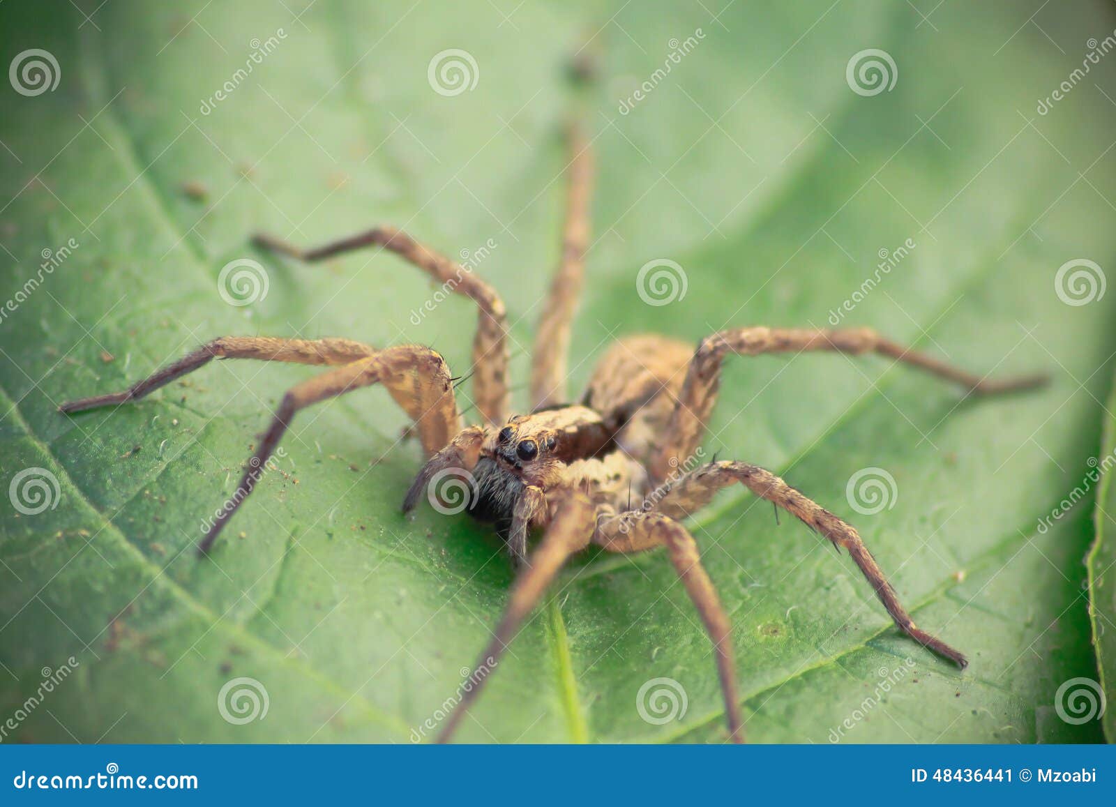 Spider stock image. Image of zoom, small, animals, nature - 48436441