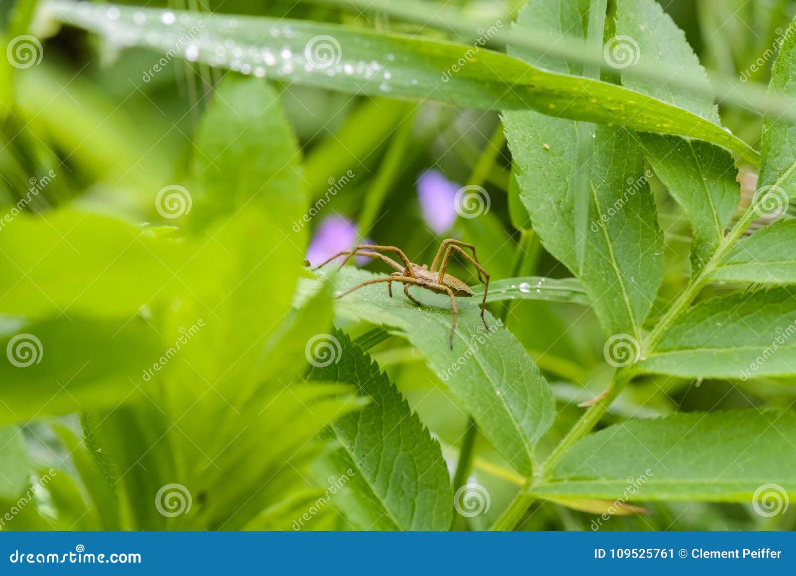 Spider on a leaves stock image. Image of brown, mirabilis - 109525761