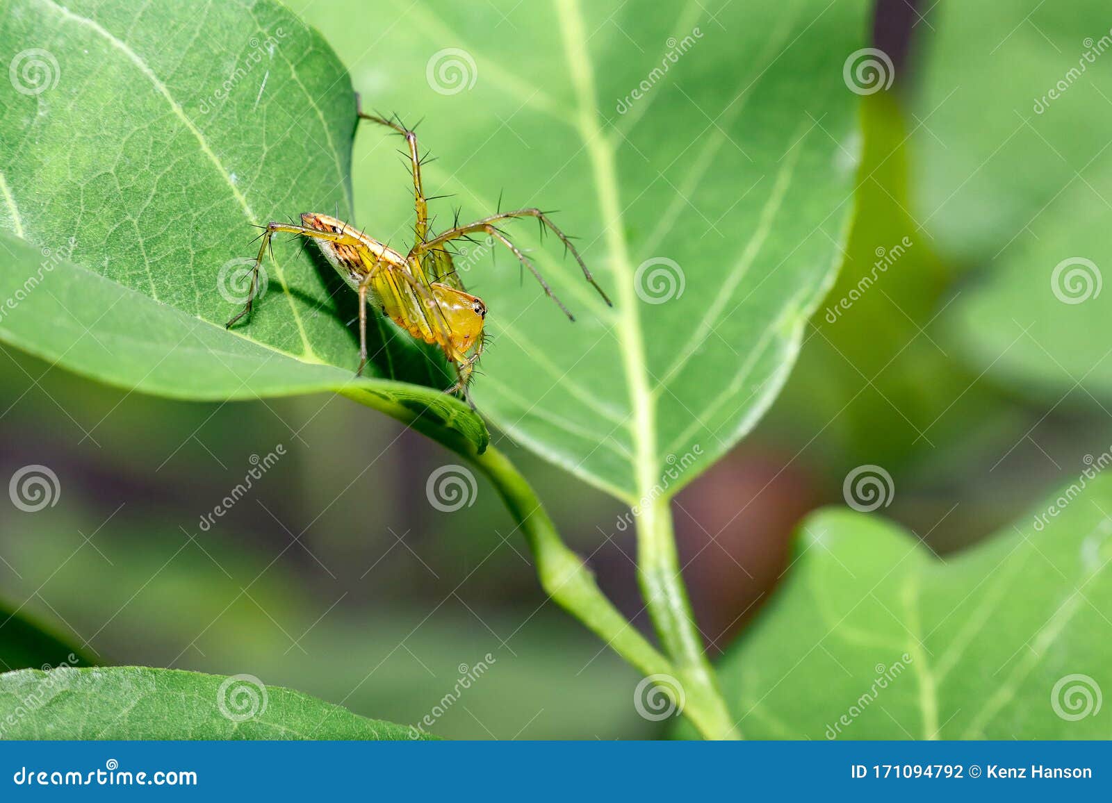 Spider on Leaves. Many Legged and Barbed Insect Animals Stock Photo ...