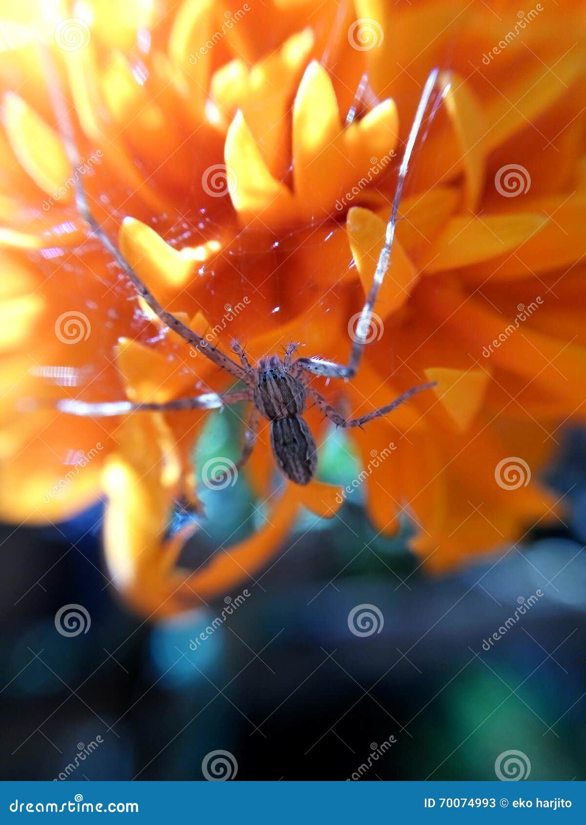 Spider with 5 leg stock image. Image of spider, hiding - 70074993