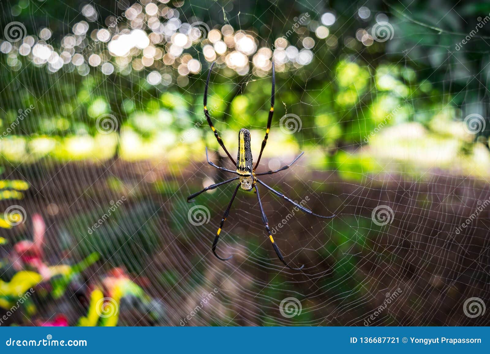 16,350 Cobweb Nature Background Photos - Free & Royalty-Free Stock ...