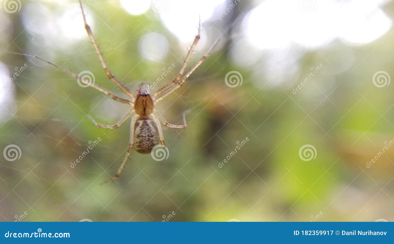 Spider with 7 Legs in the Forest Stock Image - Image of arachnid, close ...