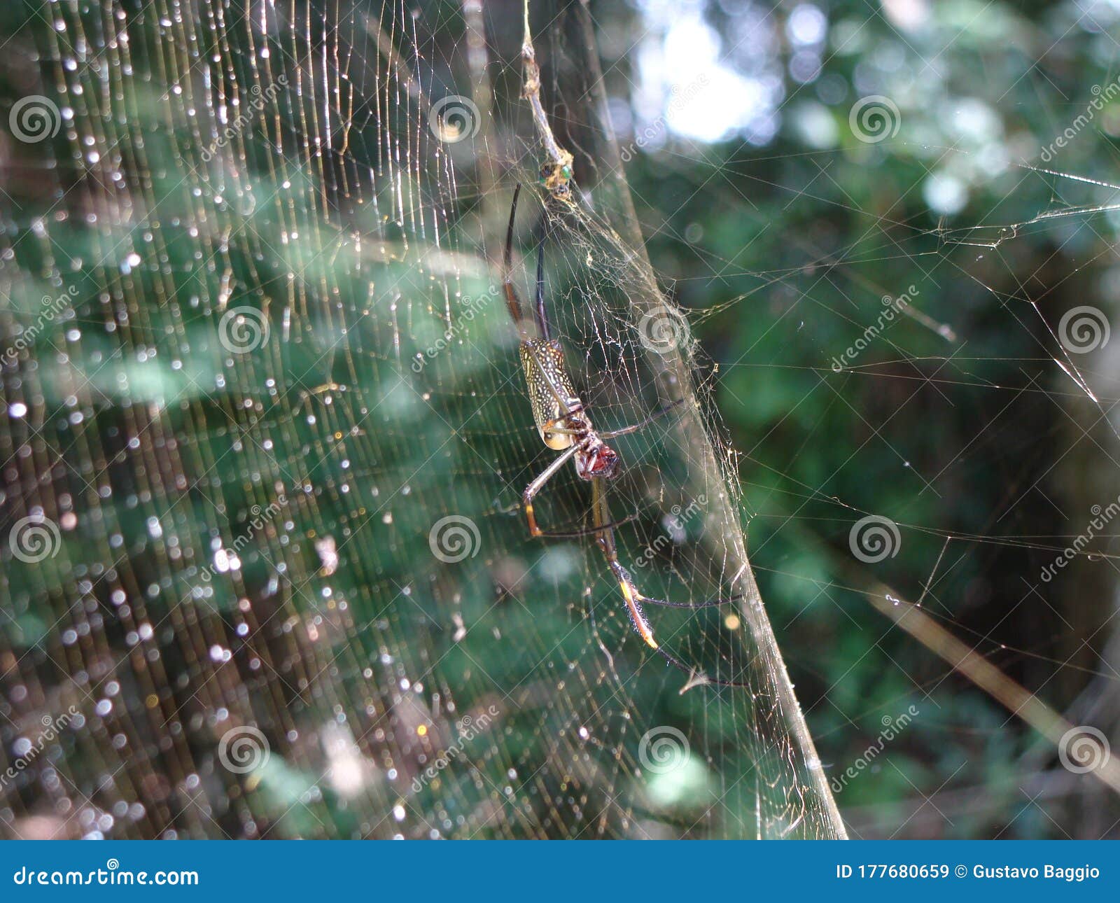 Spider with 7 Legs on the Web Stock Image - Image of natural, legs ...