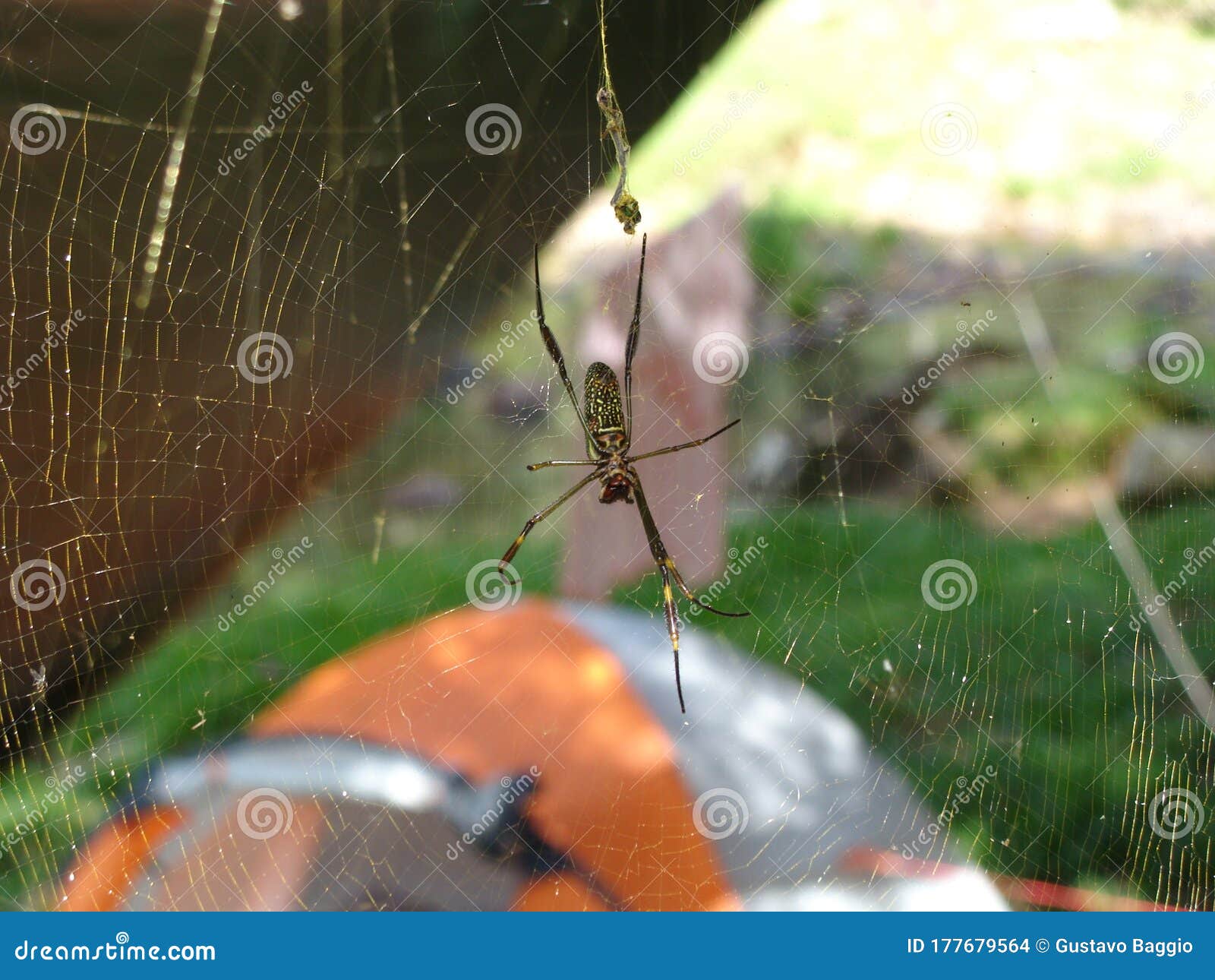 Spider with 7 Legs on the Web Stock Photo - Image of wildlife, spider ...