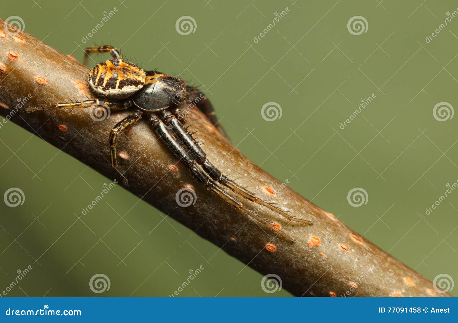Spider lie prone stock photo. Image of macro, spider - 77091458
