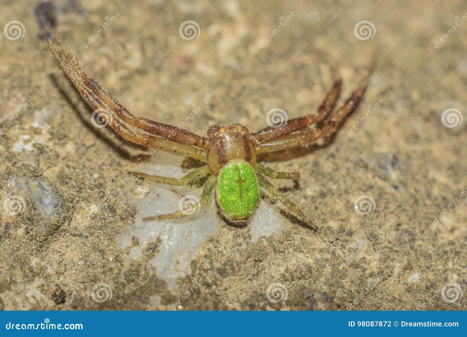 Spider stock photo. Image of bugs, insects, spider, closeup - 98087872