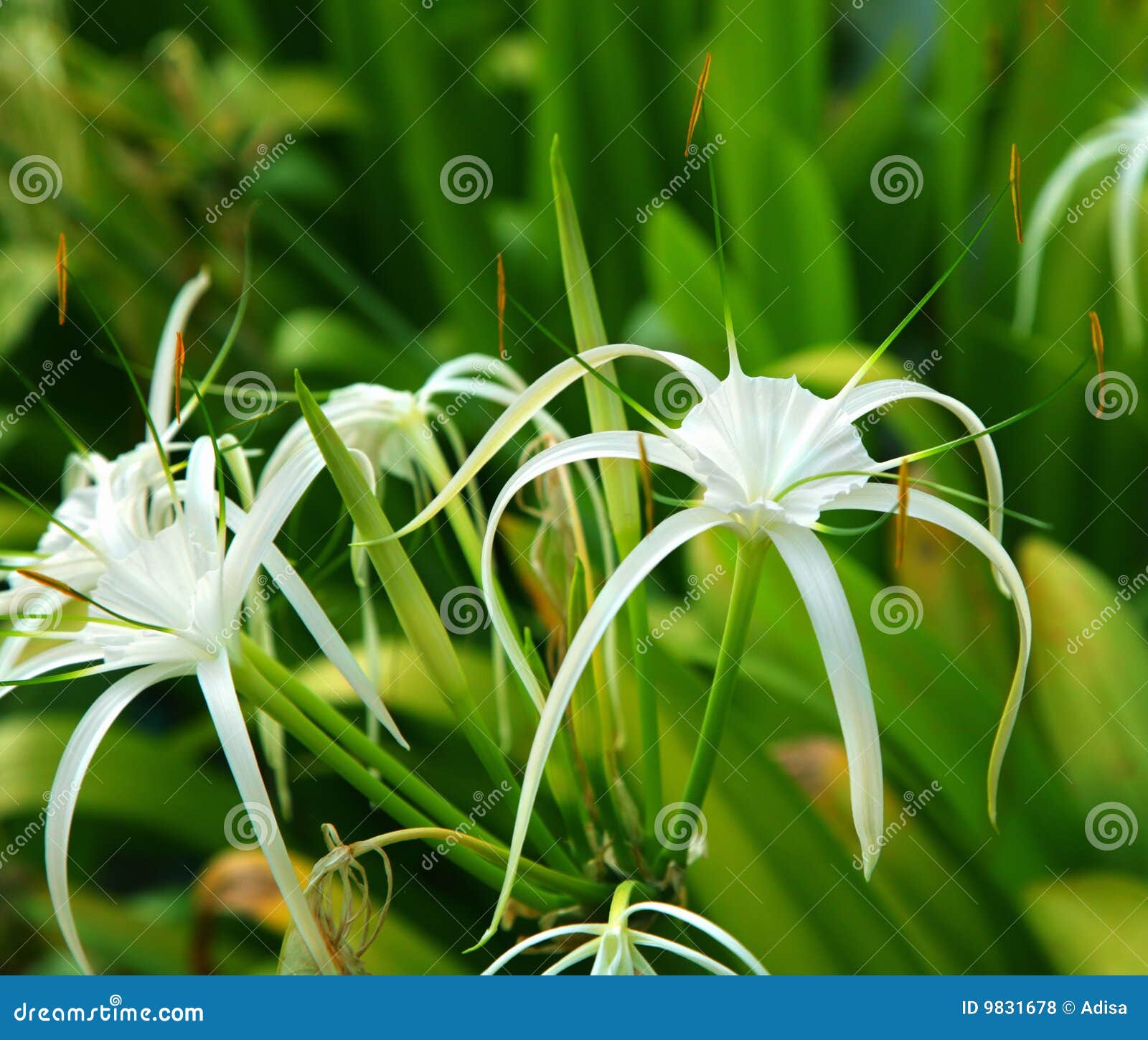 Spider Lily Royalty Free Stock Photos - Image: 9831678