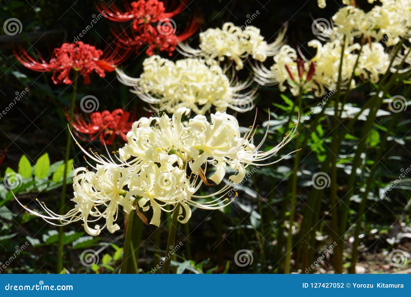Spider lily stock photo. Image of beautiful, japanese - 127427052